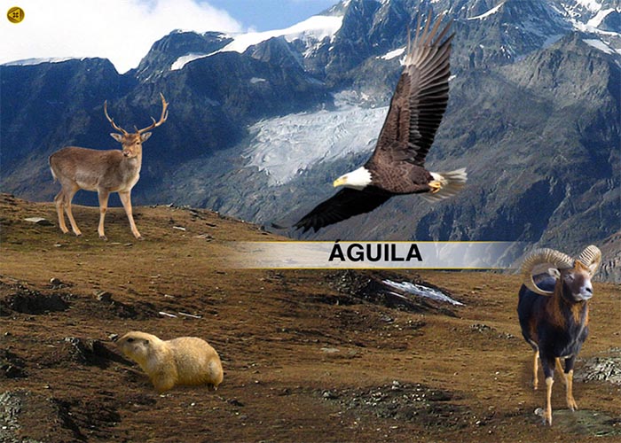 Animals 360 y enseña a tus hijos cosas sobre los animales